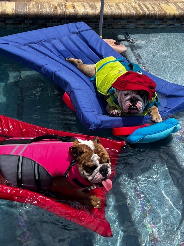 Double the Fun: The Perks of Multiple Lazy Dog Loungers for Your Furry