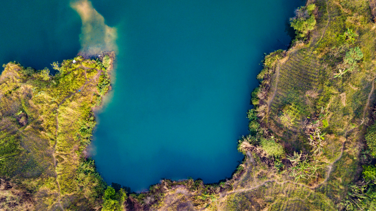 Land vs. Water: Fun Activities for Every Dog Personality This Summer ...
