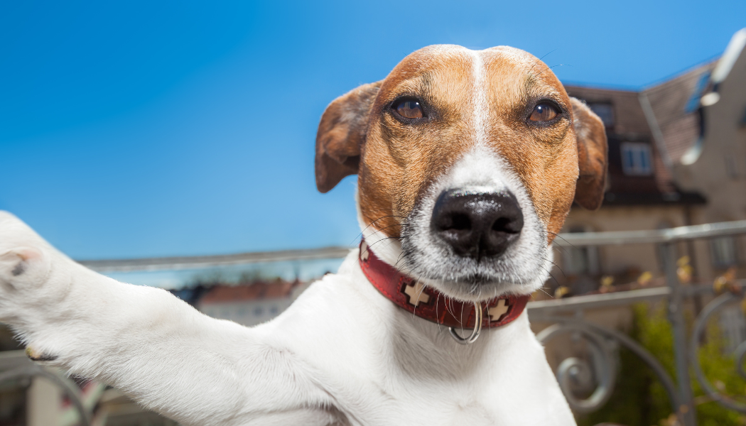 Spring Break for Dogs: Vacation Destinations Where Your Pup Can Float ...