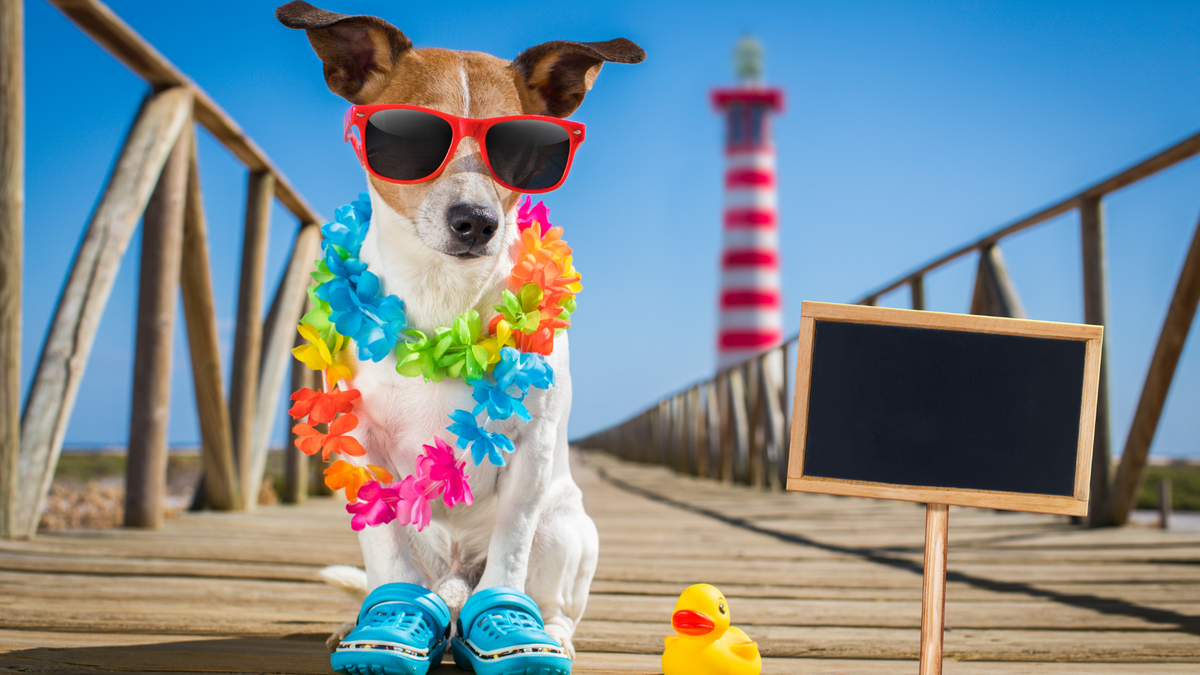 🎉 10 Things Your Dog Wishes You’d Bring to Their Pool Party – Lazy Dog ...