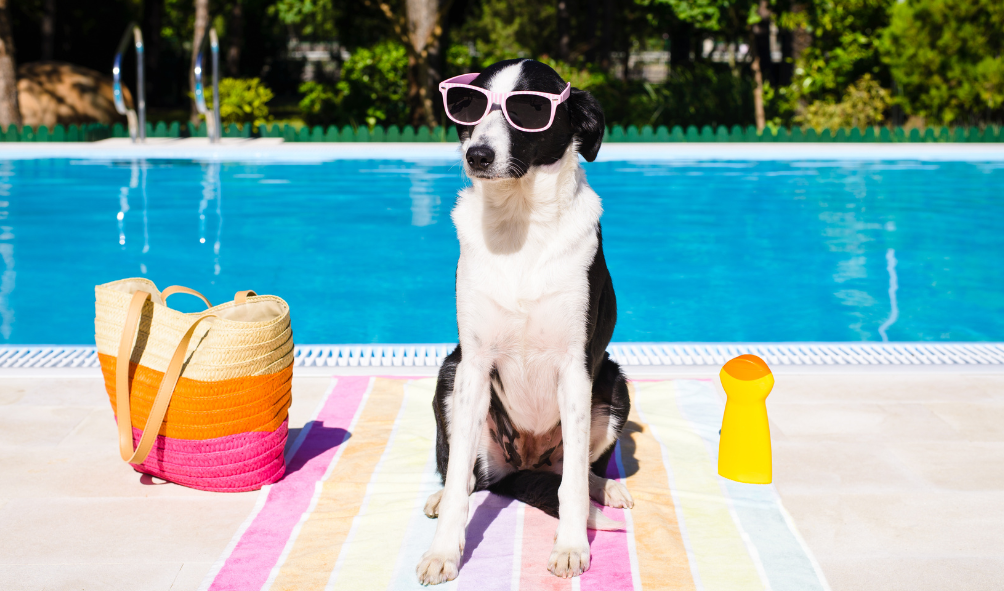 Beat the Heat with Your Pup: Fun & Safe Summer Activities for Dogs ...
