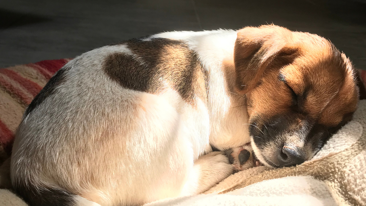 Backyard Bliss: Transform Your Space into a Doggy Dreamland with Lazy ...