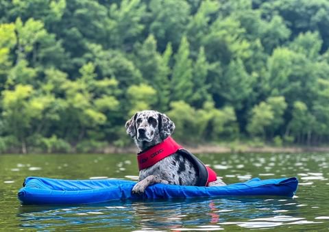 Lazy Dog Lounger Water Raft – Lazy Dog Loungers