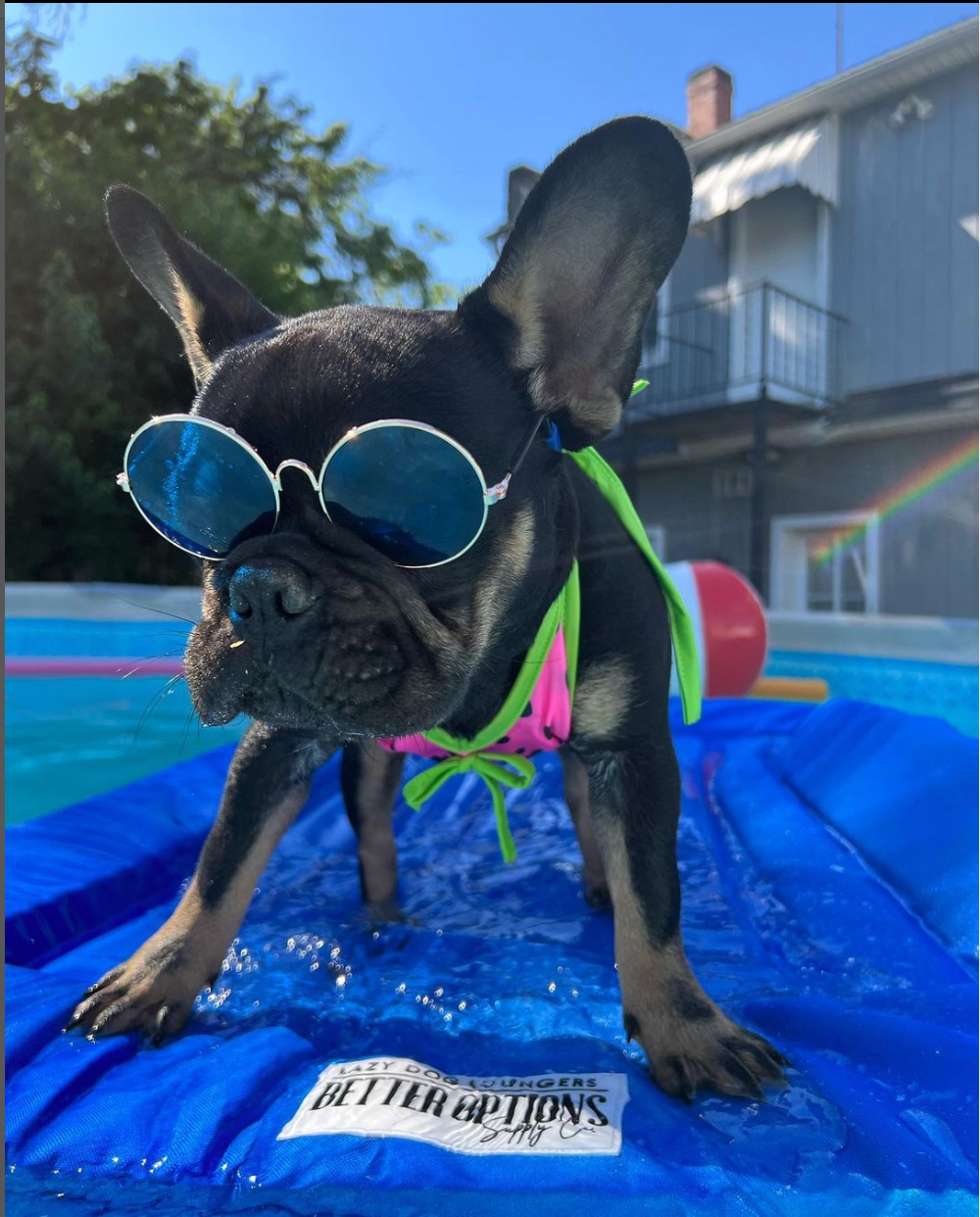 Lazy Dog Lounger Water Raft – Lazy Dog Loungers
